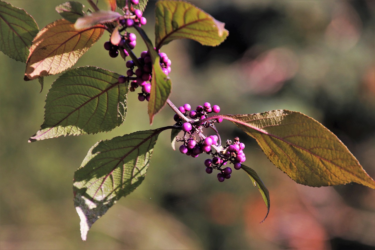 Sprig Autumn Closeup - Free photo on Pixabay - Pixabay