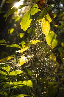 50+ Free Light Leaks & Light Images - Pixabay