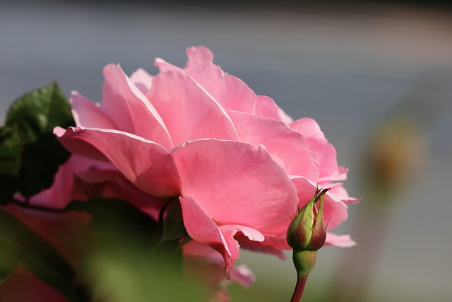 Rosa Aurora Coral Flor - Foto gratuita no Pixabay - Pixabay