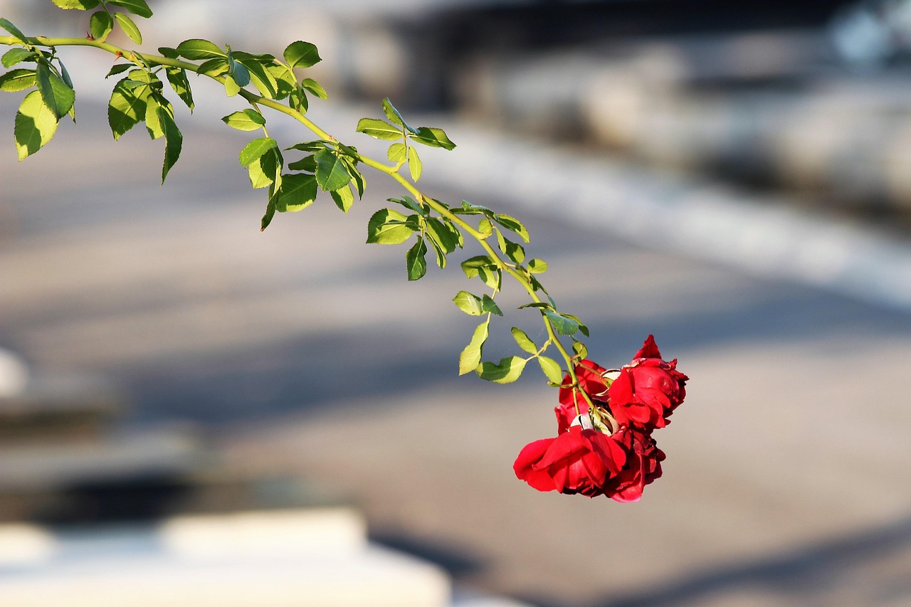 Red Roses Branch Plant - Free photo on Pixabay - Pixabay