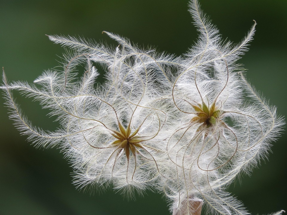 Fluffy Seeds Clematis - Free photo on Pixabay