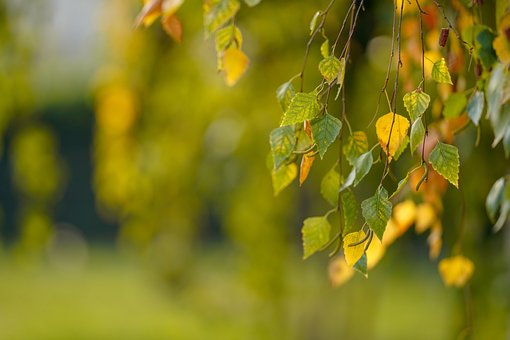 40+ Free Image Non & Nature Images - Pixabay