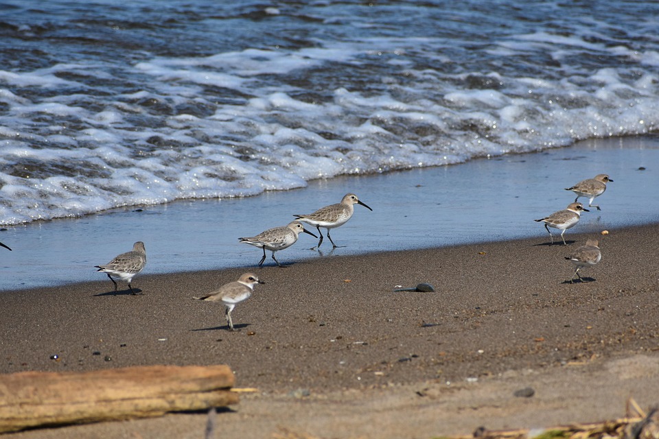Animal Sea Beach - Free photo on Pixabay - Pixabay