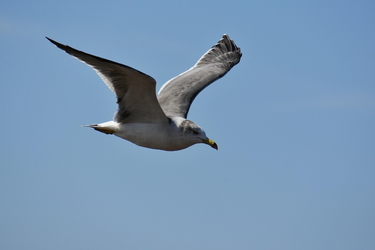 Animal Sky Bird Wild - Free photo on Pixabay - Pixabay