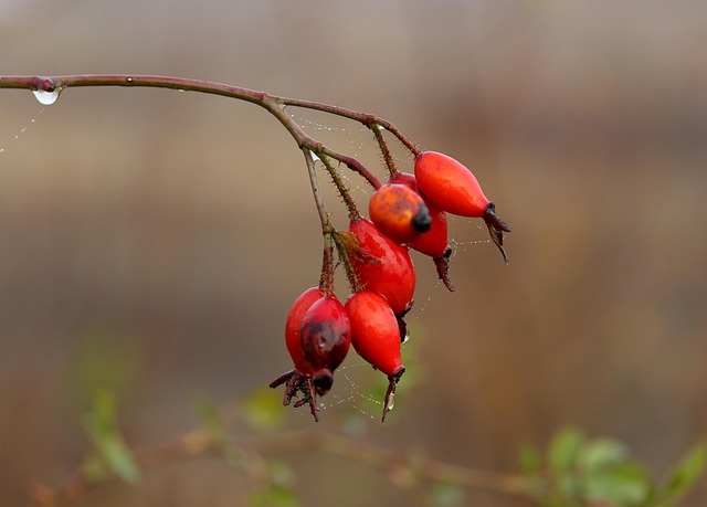 Rosehip Red Fruit The - Free photo on Pixabay