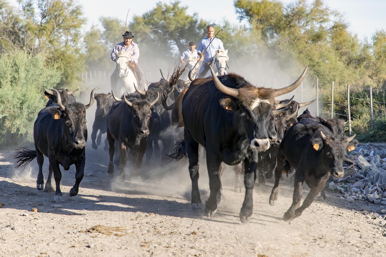 Camargue Bulls Horns - Free photo on Pixabay - Pixabay