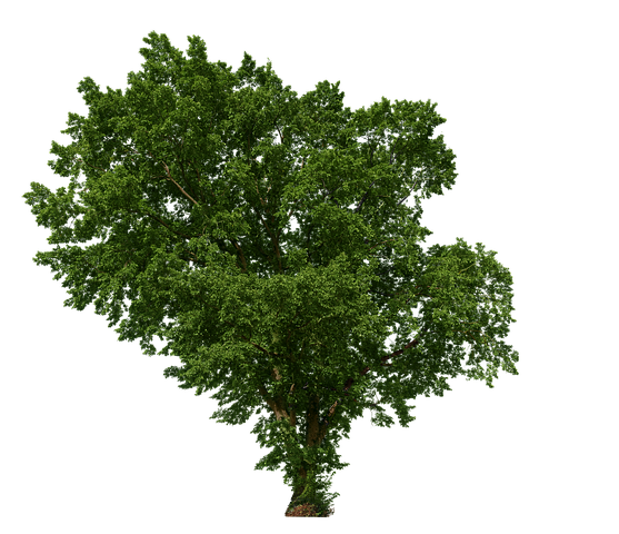 3,000+ Free Tribe & Tree Images - Pixabay