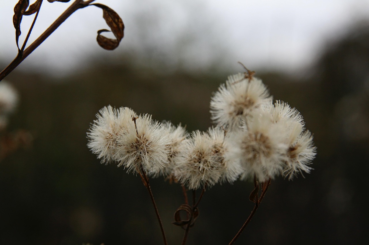 Dried Flowers Fall Up - Free photo on Pixabay - Pixabay