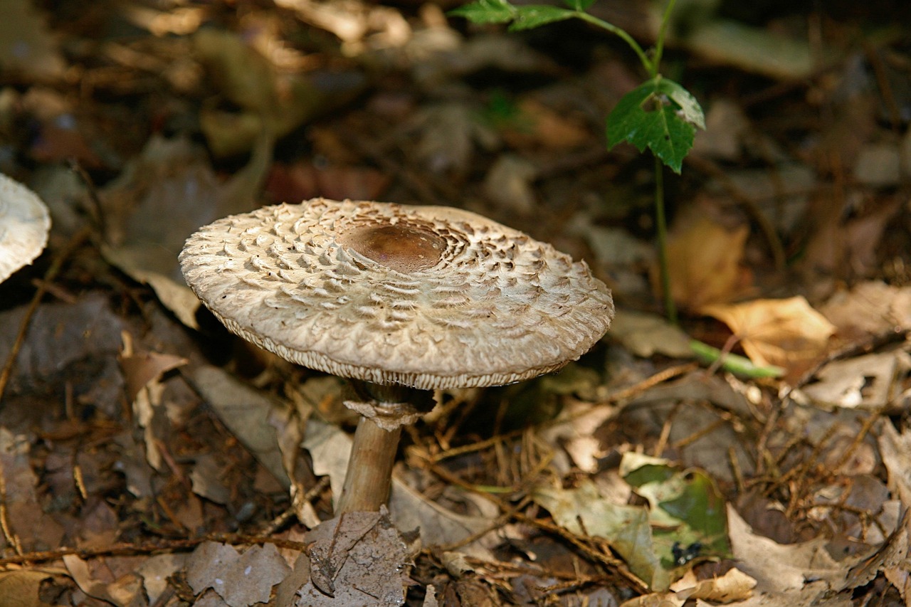 8,000+ Free Mushroom Forest & Mushroom Images - Pixabay