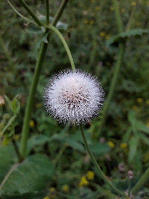 Pollen Fleur Herbe La - Photo gratuite sur Pixabay - Pixabay