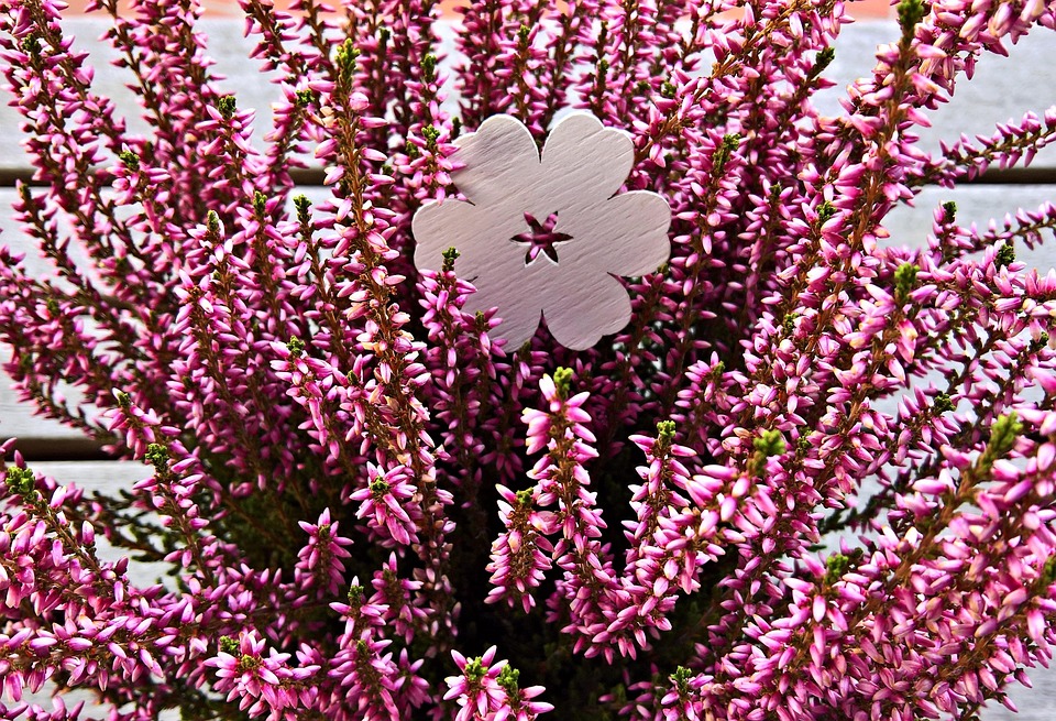 Pflanze Heidekraut Erika - Kostenloses Foto auf Pixabay