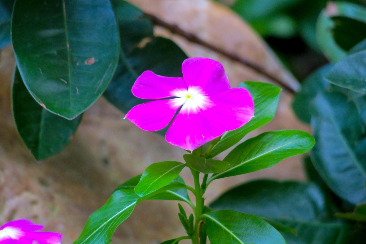 Periwinkle Bunga Alam - Foto gratis di Pixabay - Pixabay