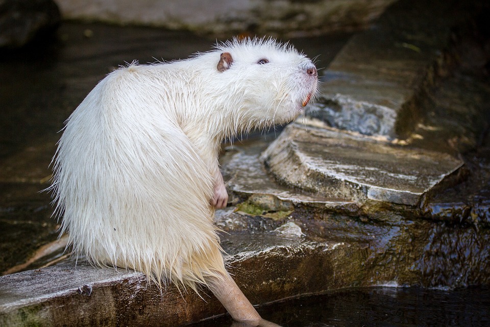 Myocastor Nutria Animal - Free photo on Pixabay