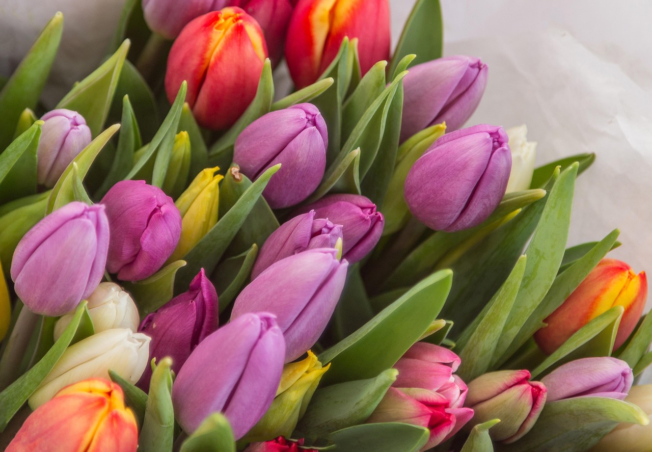 Vistoso Tulipanes Primavera - Foto gratis en Pixabay - Pixabay