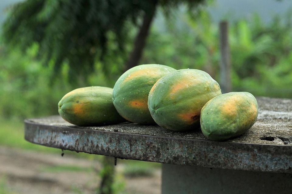 Lechosa Papaya Tubérculos - Foto gratis en Pixabay