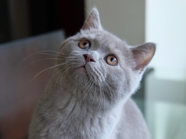 Gato British Blue Pequeno - Foto gratuita no Pixabay - Pixabay