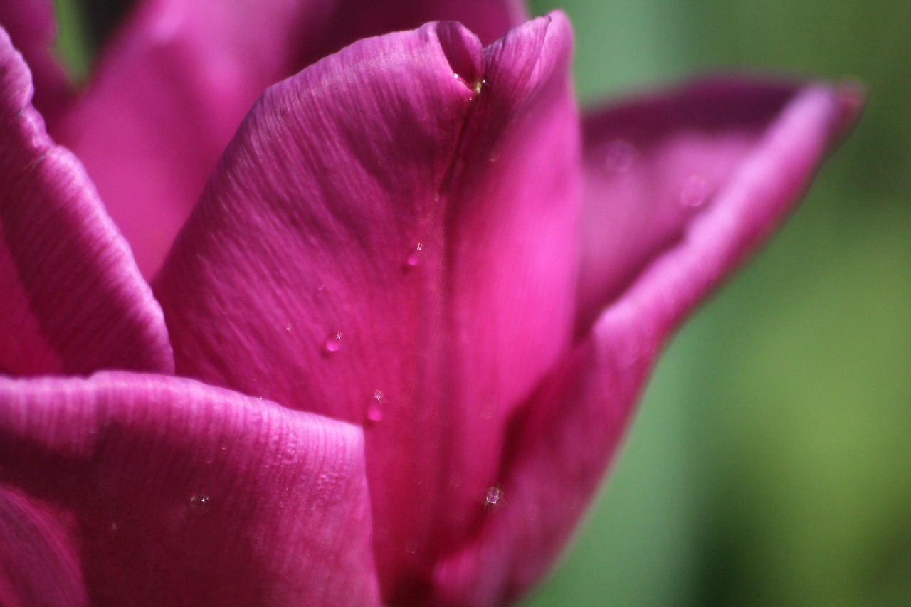 Primavera Tulipas Natureza - Foto gratuita no Pixabay - Pixabay