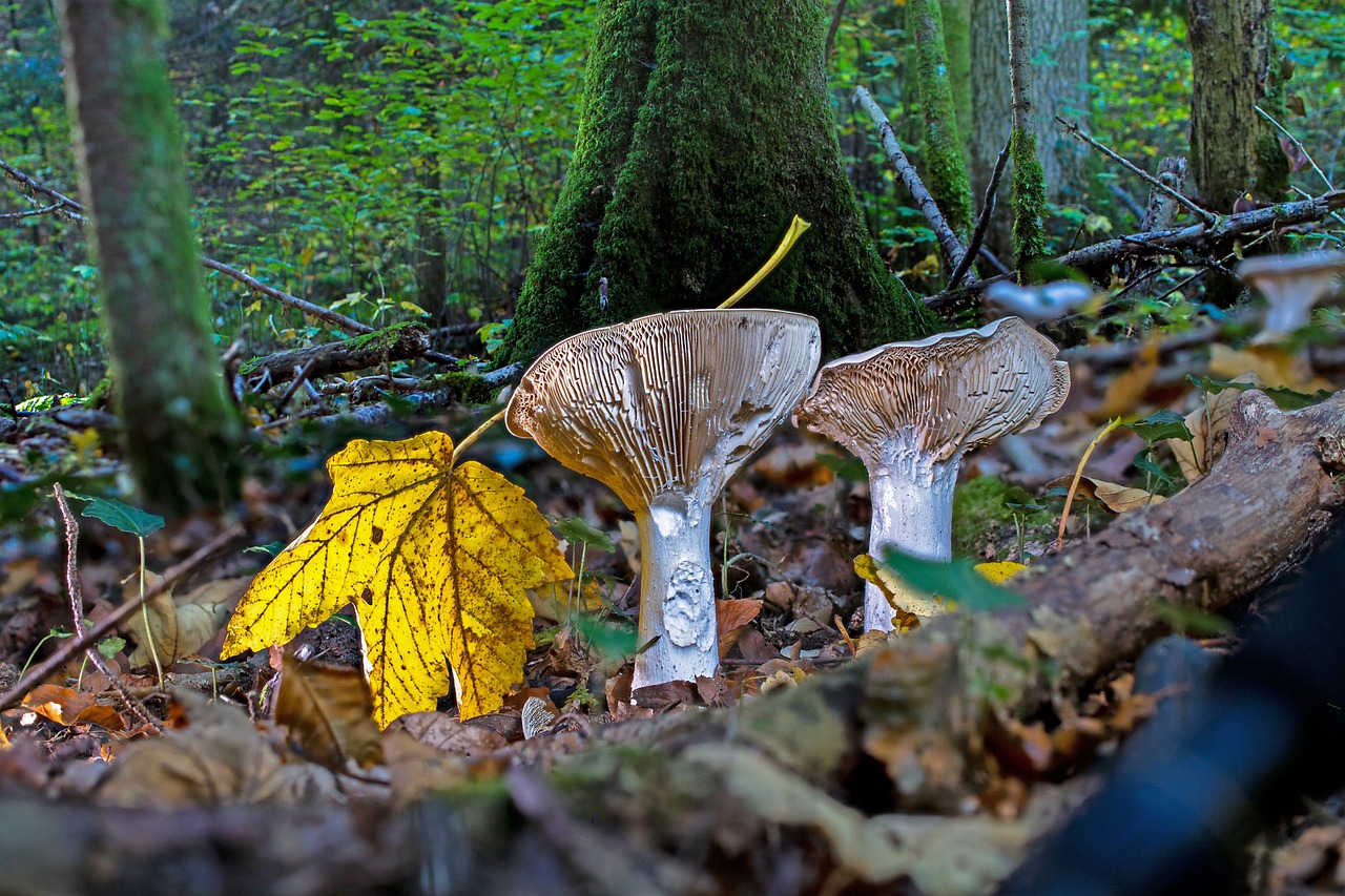 Mushroom Forest - Free photo on Pixabay - Pixabay