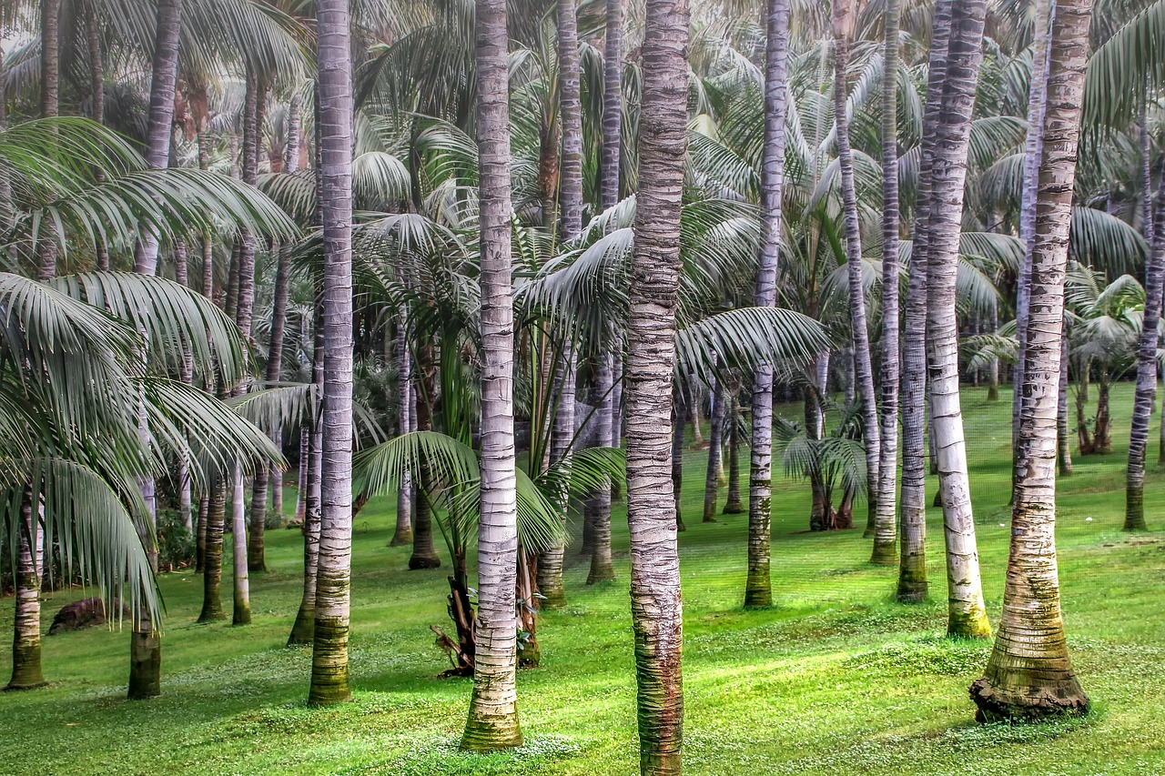 2,000+ Free Tribe & Nature Photos - Pixabay