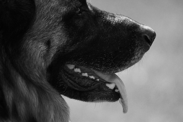 Chien Berger Animal De Compagnie - Photo gratuite sur Pixabay - Pixabay
