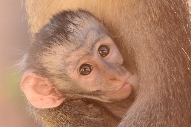 Baby Animal Wildlife - Free photo on Pixabay - Pixabay