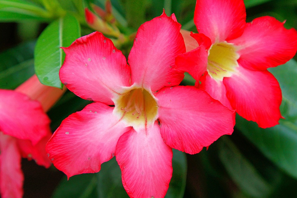 Flowers Tropic Tropical - Free photo on Pixabay - Pixabay