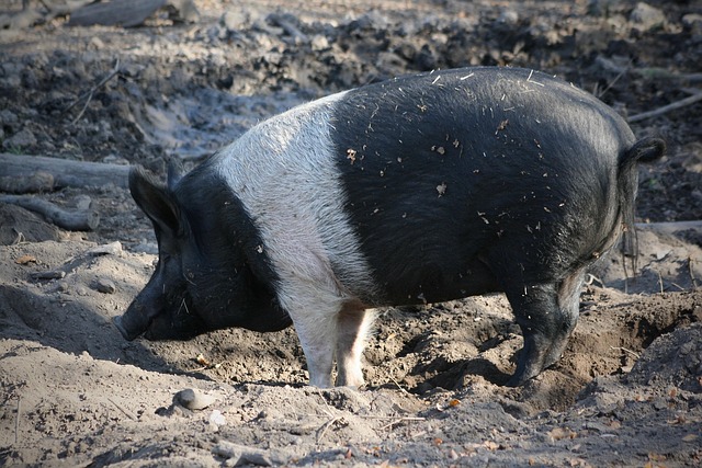 100+ kostenlose Hausschwein und Schwein-Bilder - Pixabay