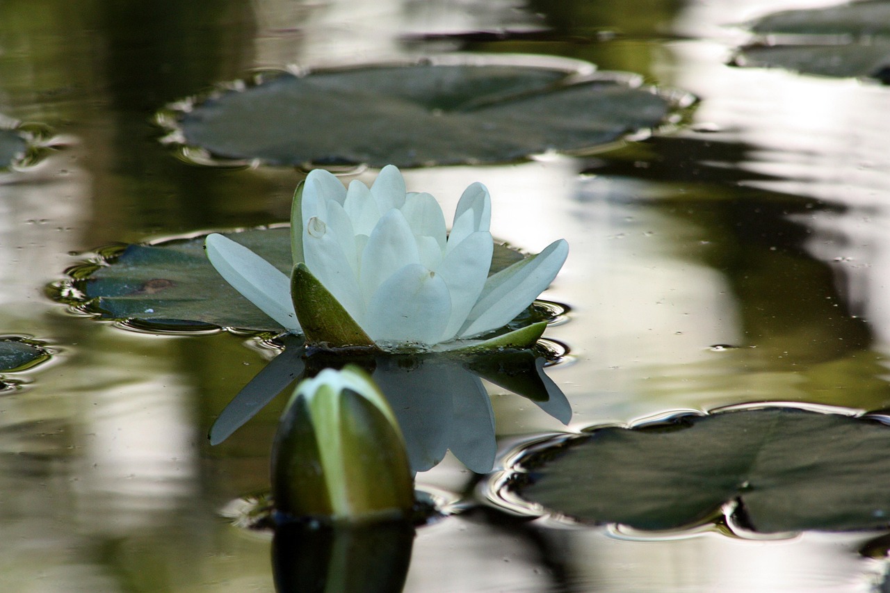 Nenufar Lily Nénufar - Free photo on Pixabay