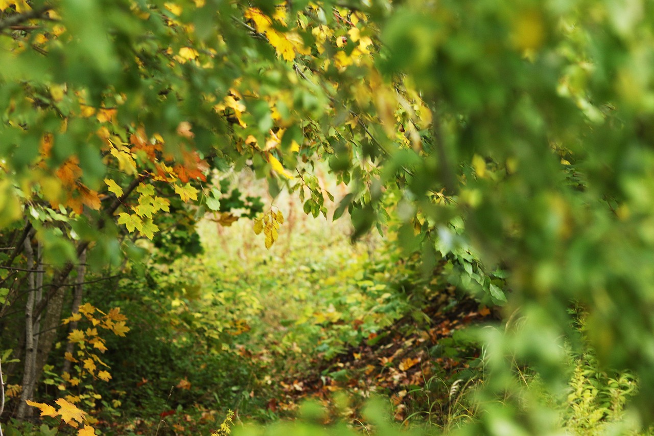 300+ Free Forrest & Nature Photos - Pixabay