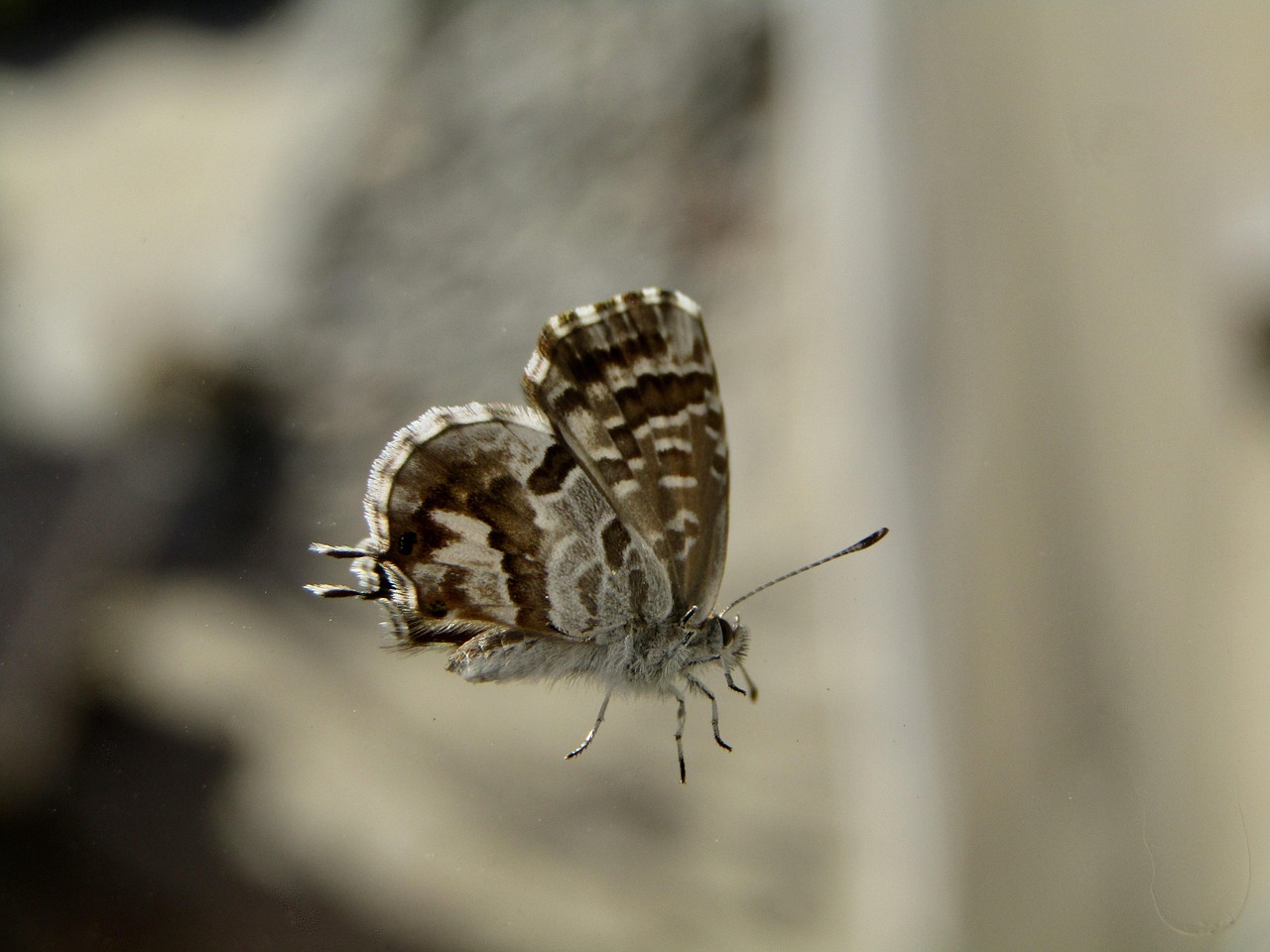 Butterfly Fall Insect - Free photo on Pixabay - Pixabay