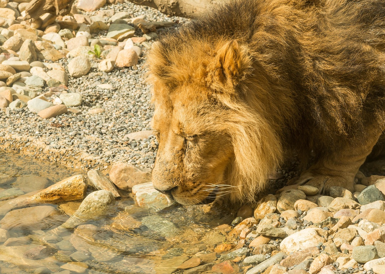 León Bebiendo Agua - Foto gratis en Pixabay - Pixabay