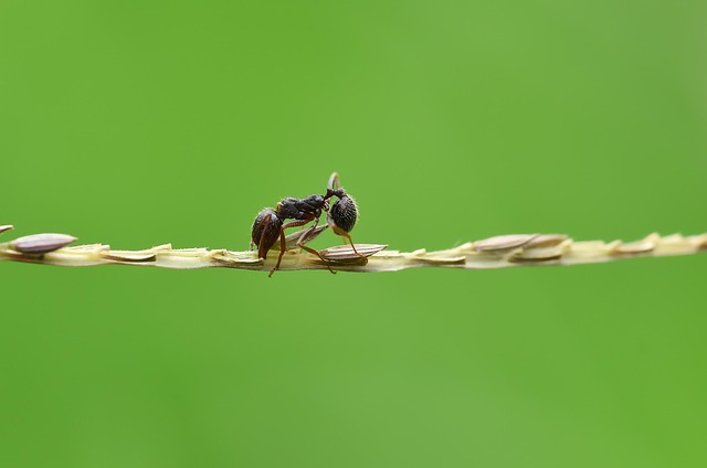 5+ Free Pismire & Ant Images - Pixabay