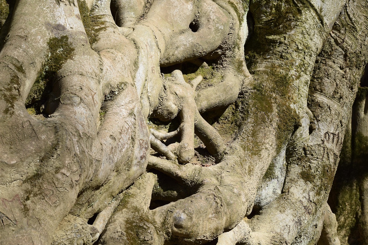 100+ Free Alte Wurzel & Root Images - Pixabay