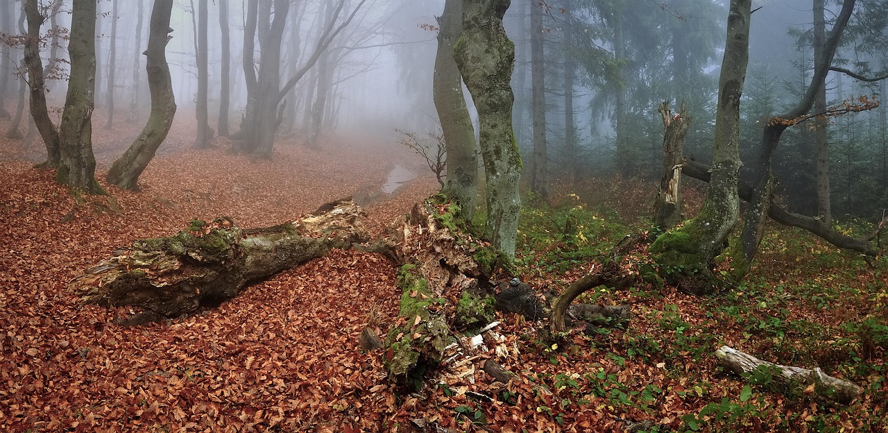 Border Forest Autumn Leaves The - Free photo on Pixabay