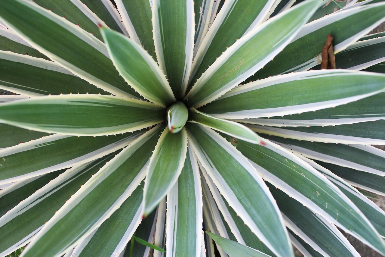 Folhas Plantar Verde - Foto gratuita no Pixabay - Pixabay