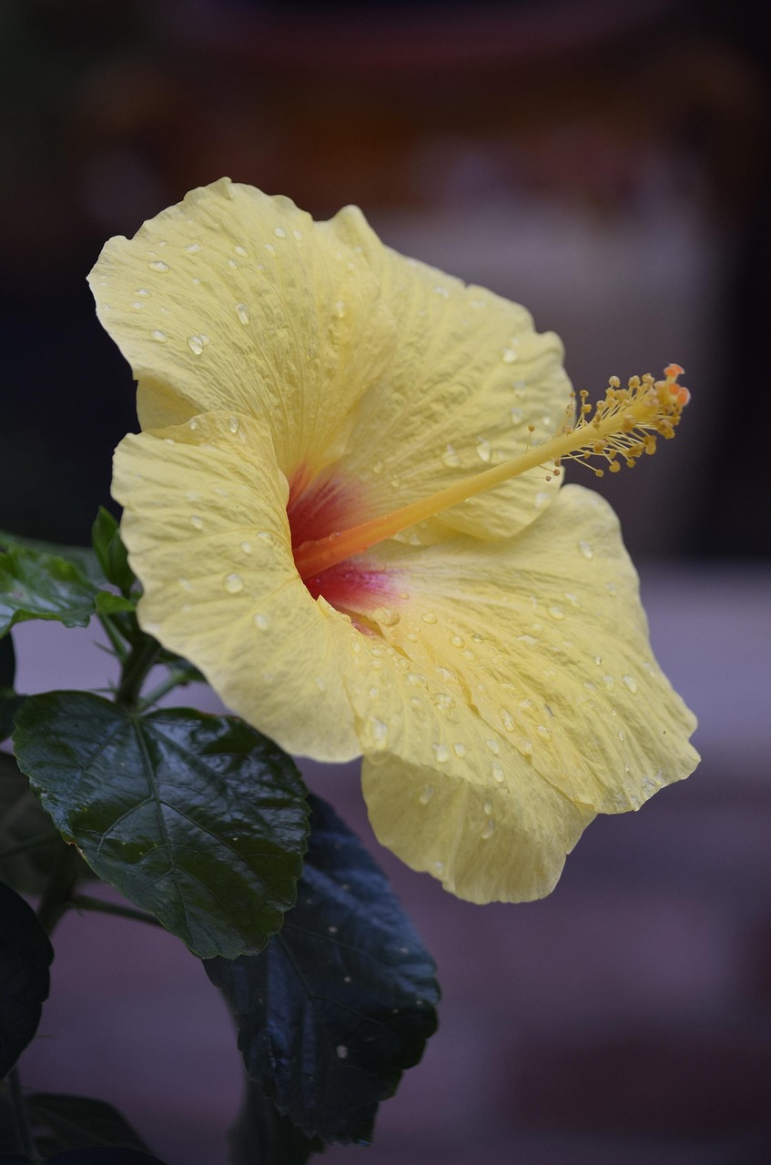 Hibiscus Fleur Jardin - Photo gratuite sur Pixabay - Pixabay