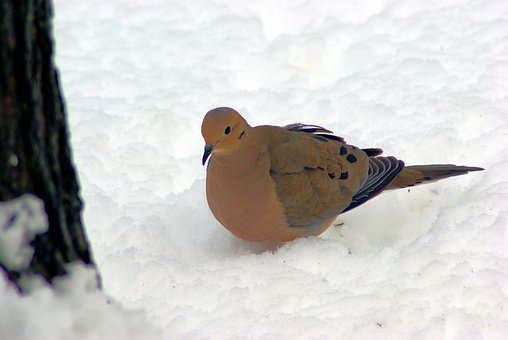 Plus de 1 images de Le Deuil De La Colombe Dans La Neige et de Colombe ...