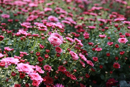 Canon EOS 6d - Цифровые фотоаппараты на Pixabay - 181/popular