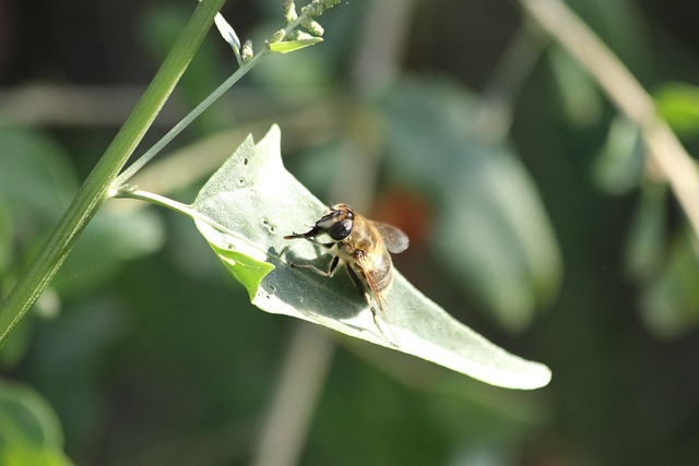 Fly Leaflet Small - Free photo on Pixabay