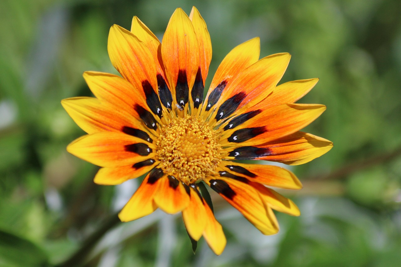 Gazania Bunga Tanaman - Foto gratis di Pixabay - Pixabay