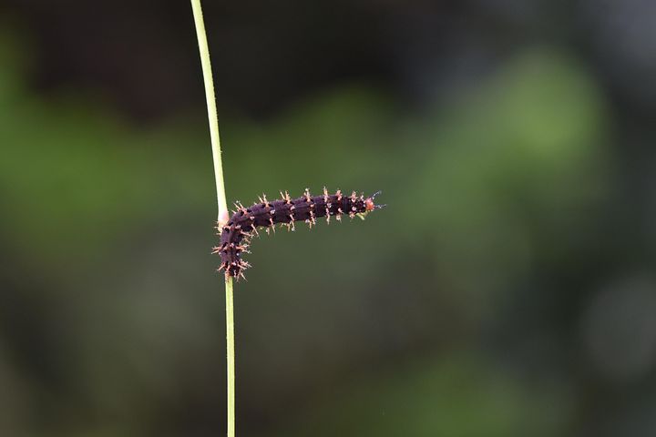 Chenille Photos - Téléchargez des images gratuites - Pixabay