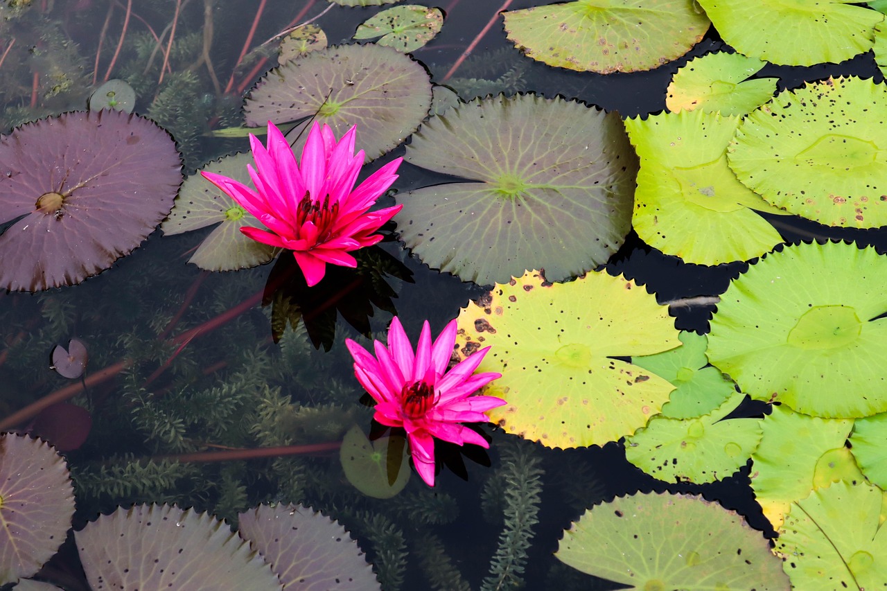 Lotus Water Lily Pond - Free photo on Pixabay - Pixabay