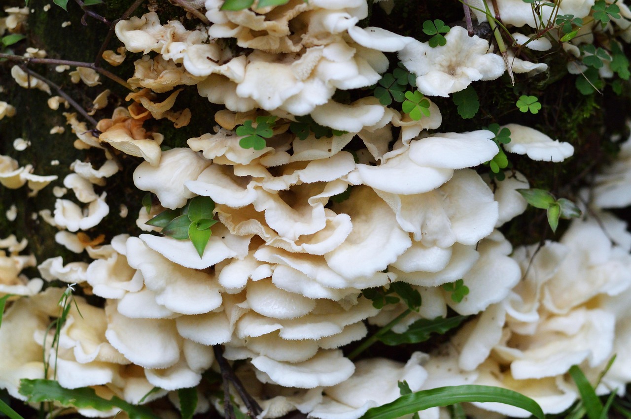 Mushrooms Fungi Nature - Free photo on Pixabay