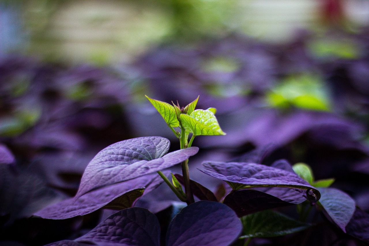 Plantelor Natura Verde - Fotografie gratuită pe Pixabay - Pixabay