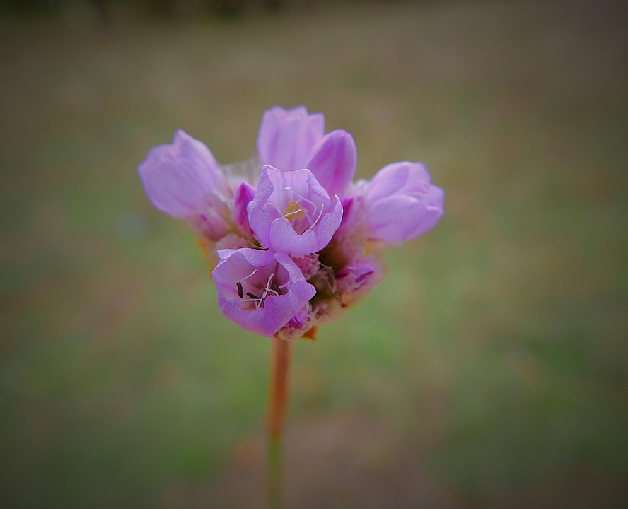 Blume Natur Schönheit - Kostenloses Foto auf Pixabay - Pixabay