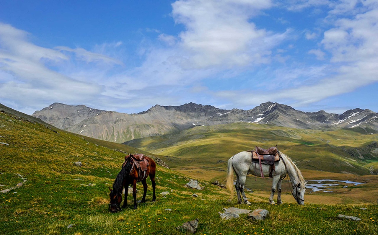 Pferd Natur Tiere - Kostenloses Foto auf Pixabay - Pixabay