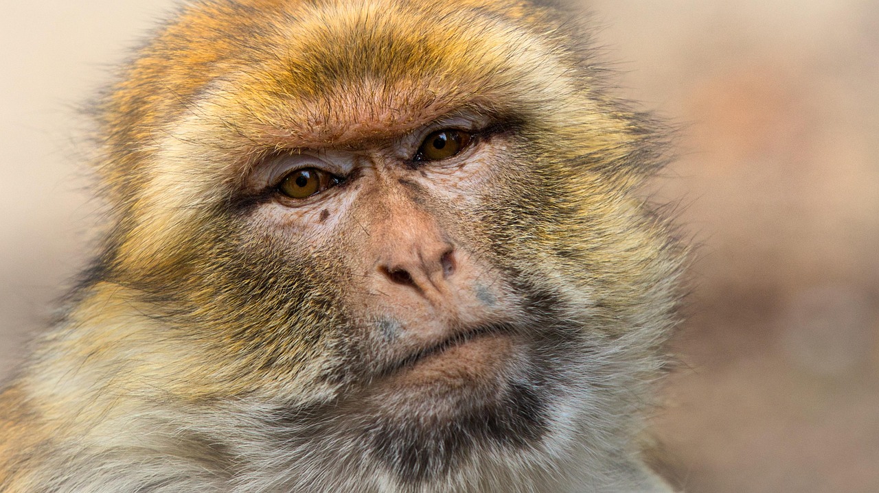 Barbary Macaque Ape Magot - Free photo on Pixabay - Pixabay