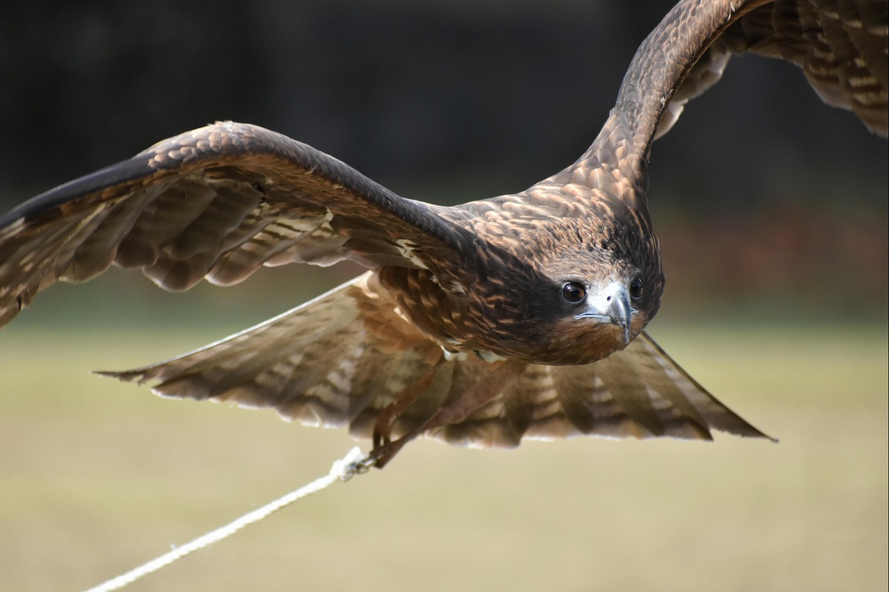 Animal Natural Park Bird - Free photo on Pixabay