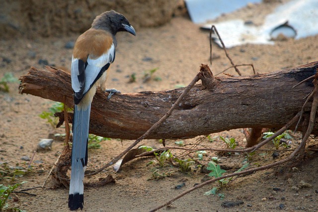 Rufous Treepie Indian Bird Gujarat - Free photo on Pixabay - Pixabay