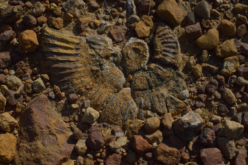 Ancient Aquatic Fossil Kutch - Free photo on Pixabay - Pixabay